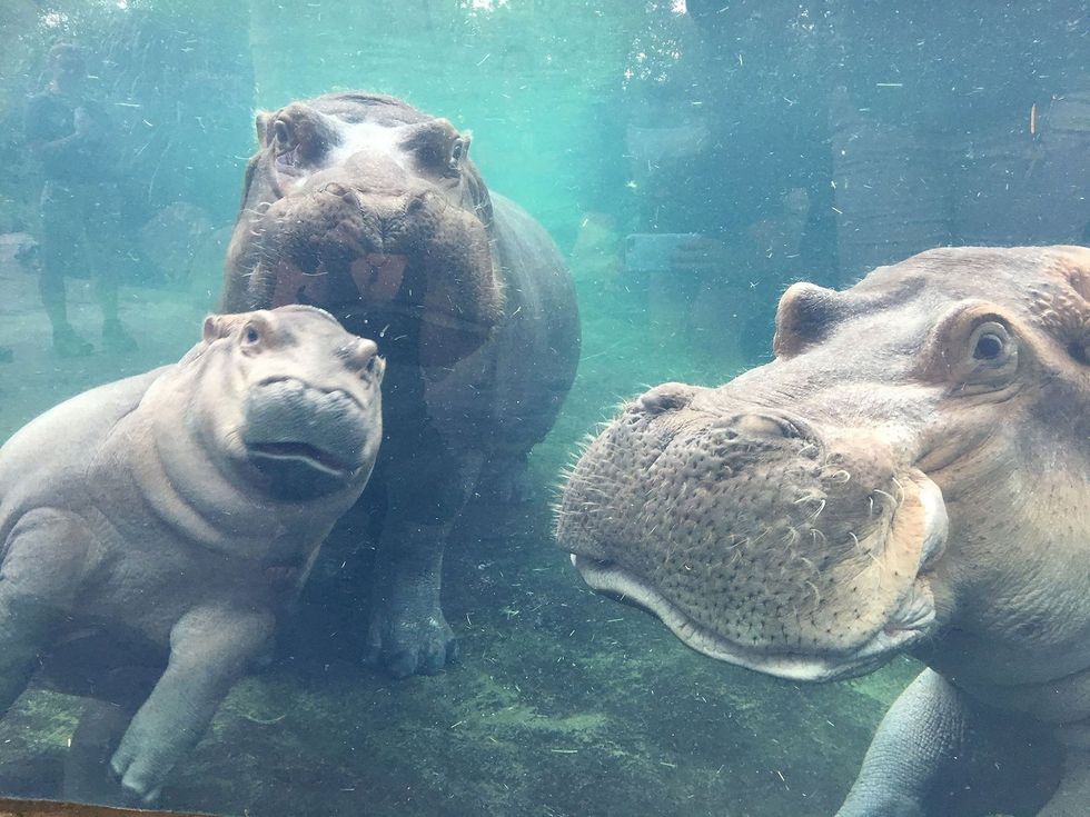 5 Reasons Why Fiona The Hippo Is The Most Beautiful Creature