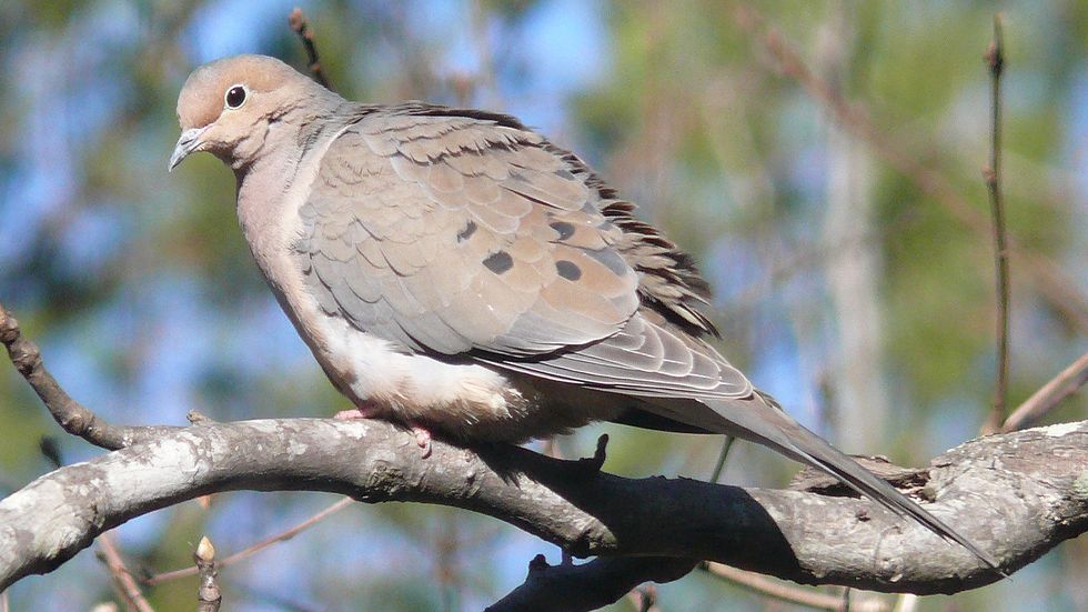 7 Facts You Didn't Know About The Mourning Dove