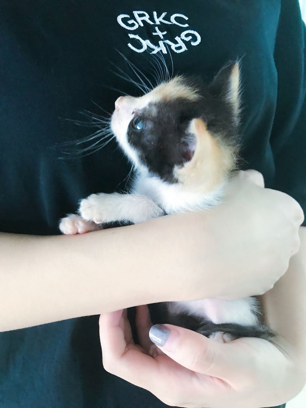 Tiny Kitten Rejected by Her Own Mom Finds Love in This Guy… - Love Meow