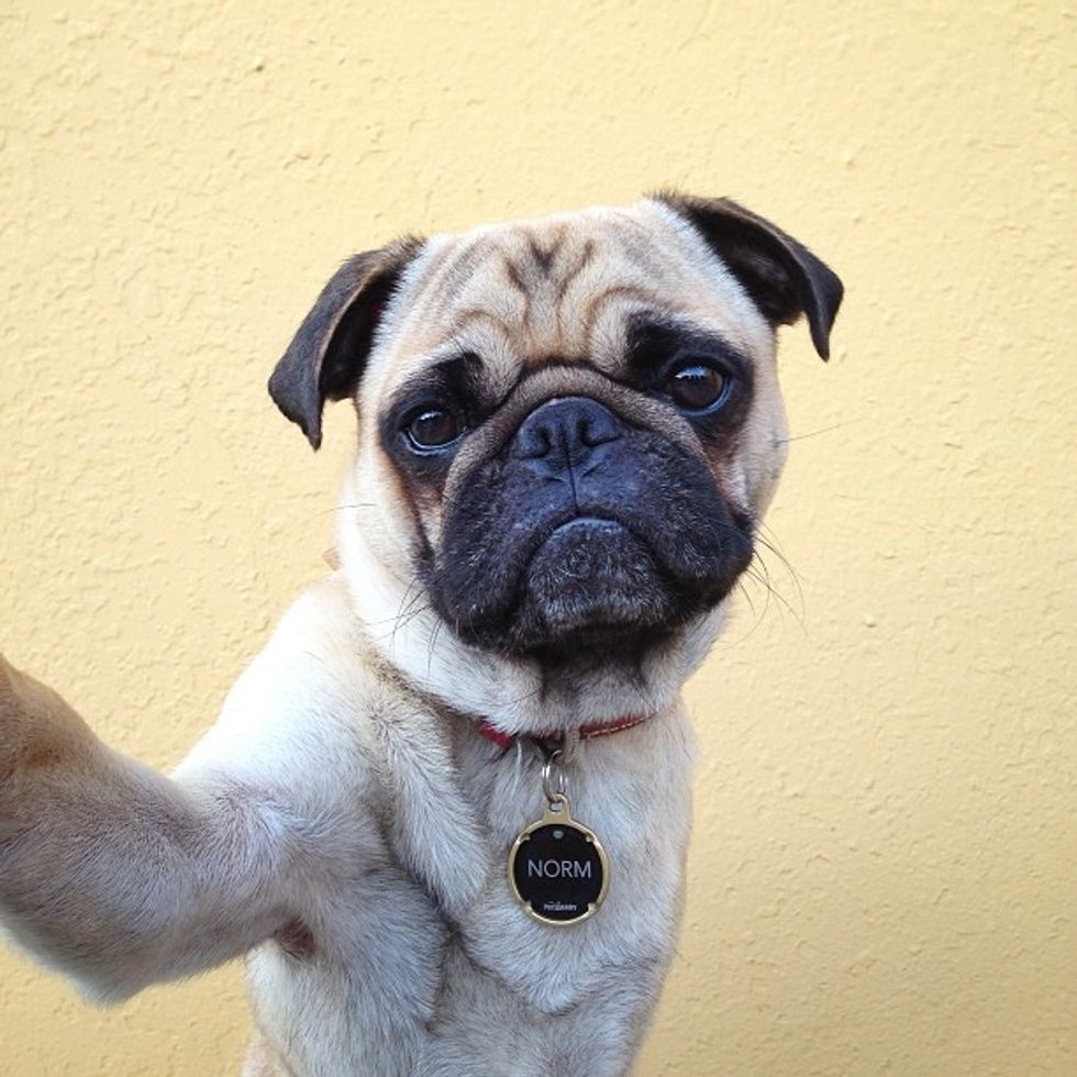 10 Reasons Why Dogs Are The Greatest Things On Earth