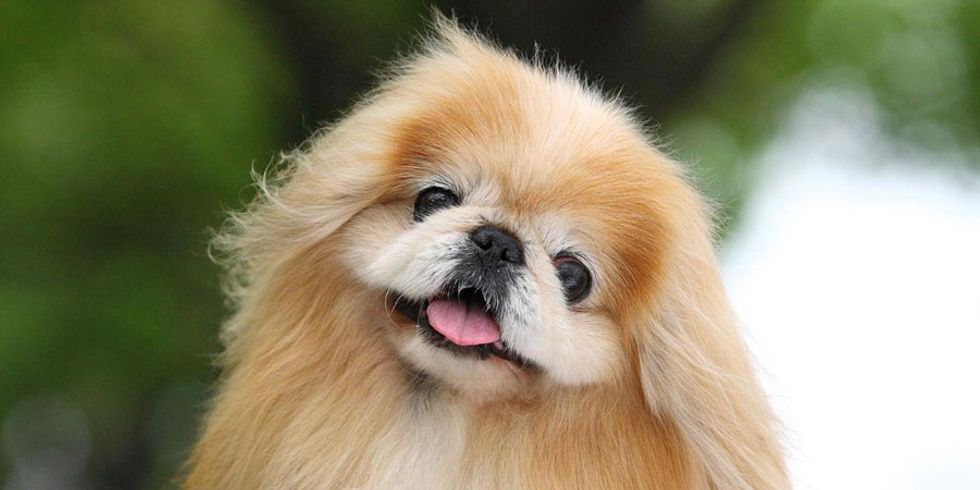 The Top 10 Dog Breeds For City Life