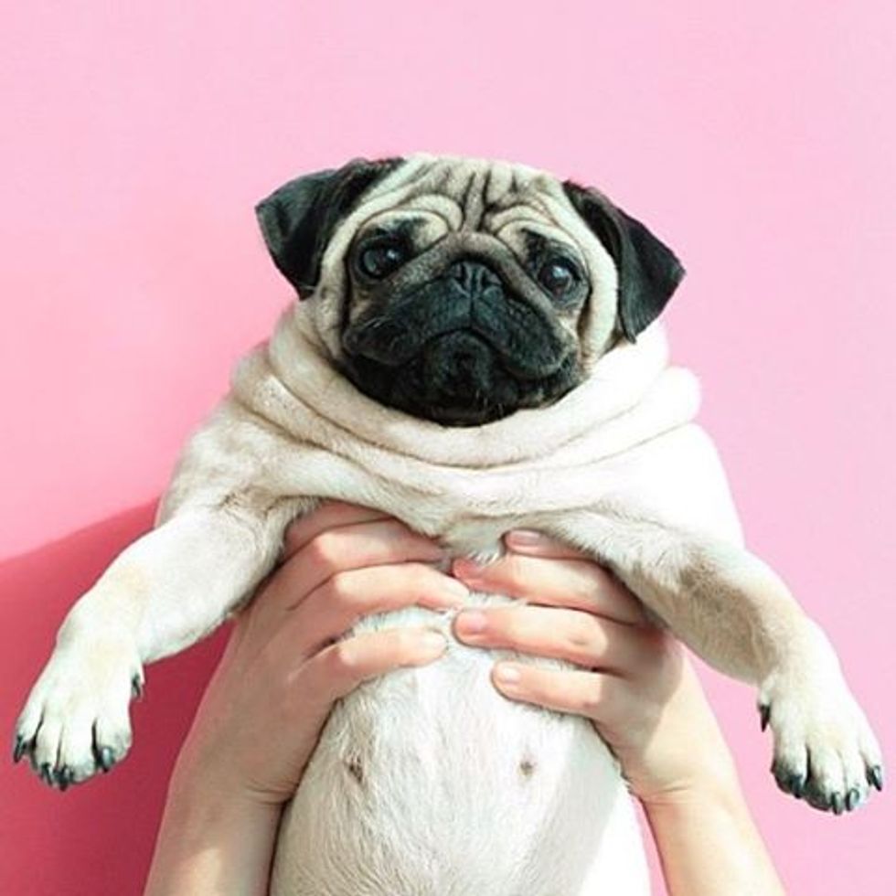 The Top 10 Dog Breeds For City Life