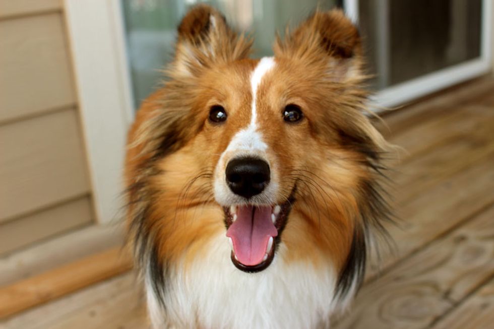 6 Signature Traits Of Your Shetland Sheep Dog