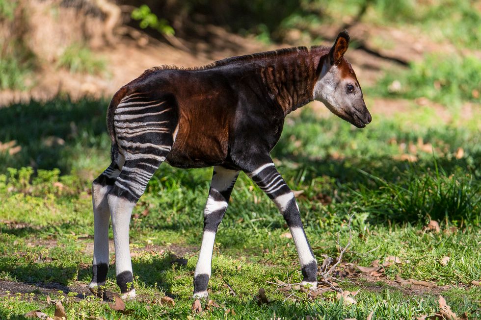 8 Reasons Why Okapis Are The Most Unique Animal Ever