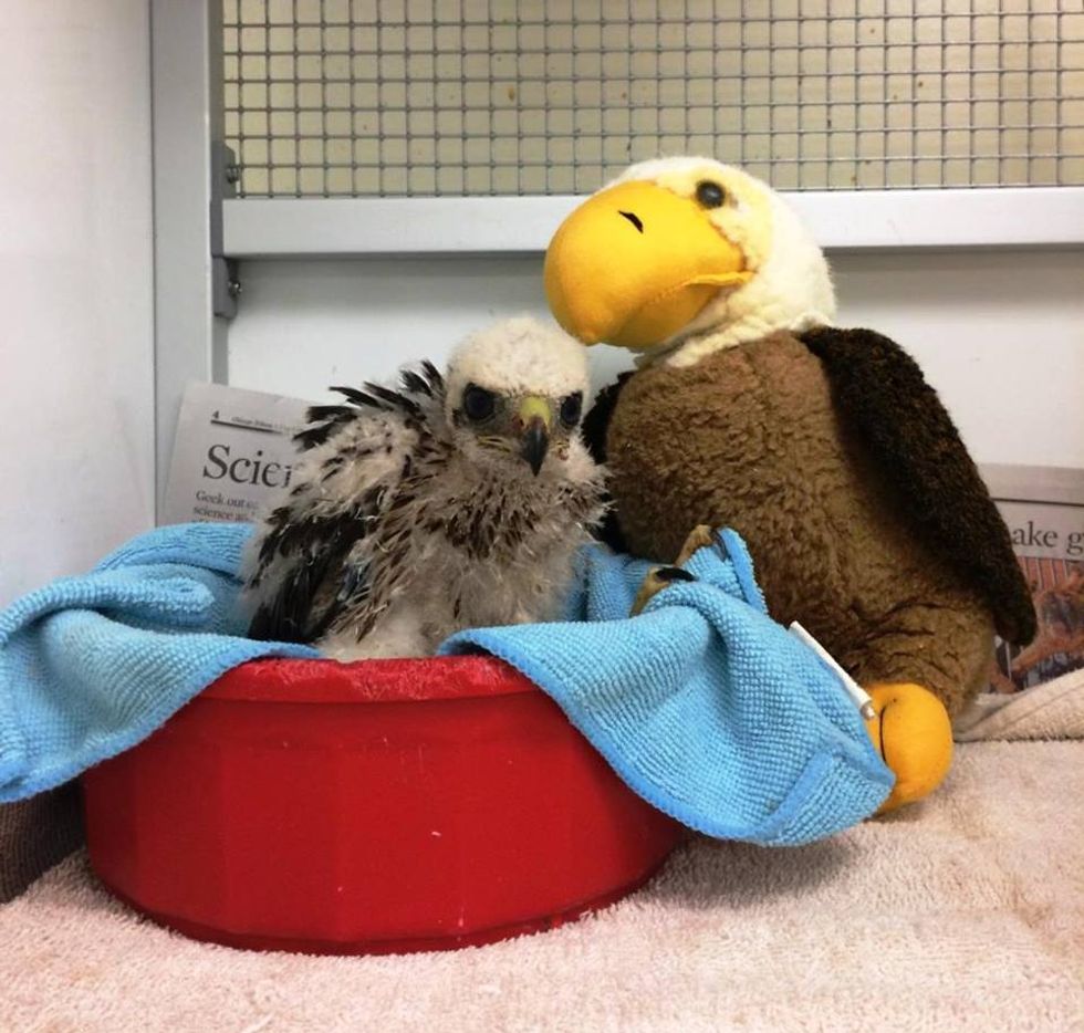 6 Things I've Learned Working at a Wildlife Rehabilitation Center