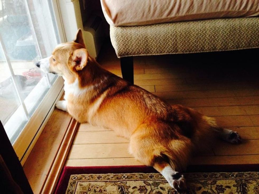 10 Fun Facts About Corgis You Should Know