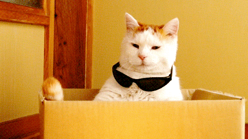 12 Cat GIFs To Brighten Your Day