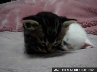 12 Cat GIFs To Brighten Your Day