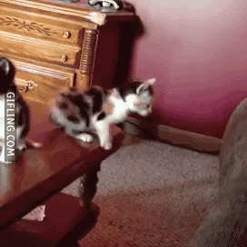 12 Cat GIFs To Brighten Your Day
