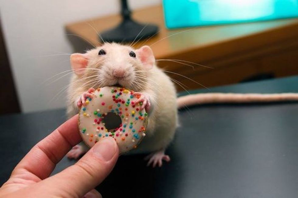 12 Reasons Why Rats Make The Best Pets