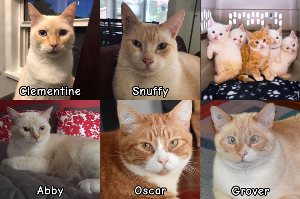 Meet the "Sesame Street" Kittens Rescued From Garbage Can. They Will ...