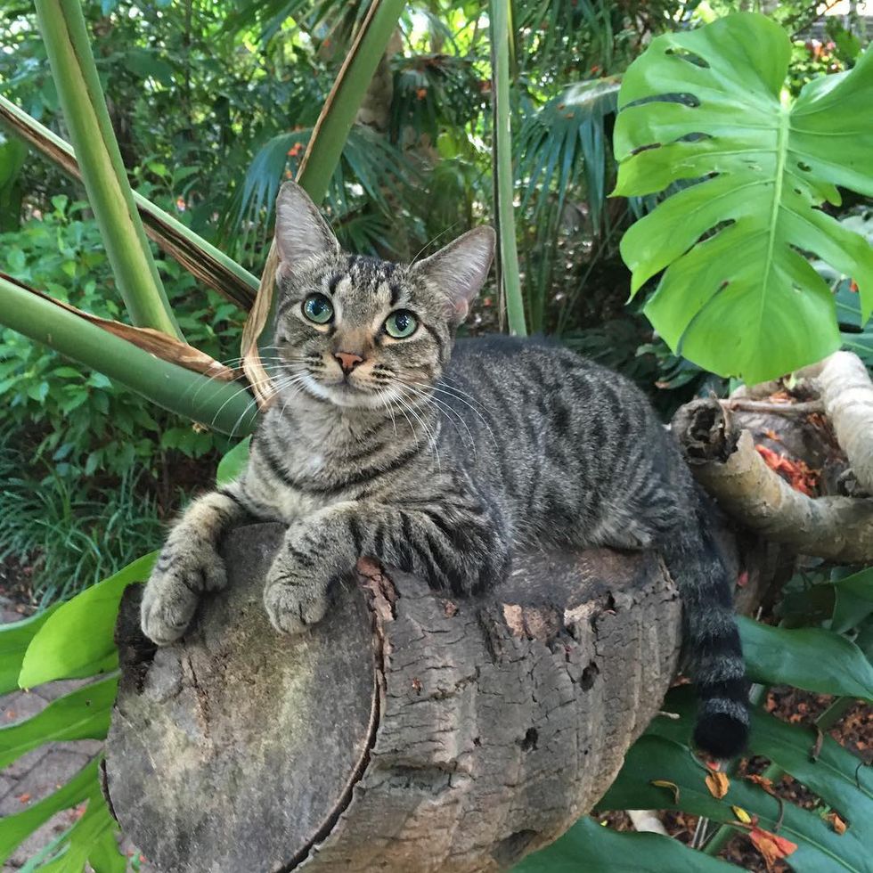 54 Hemingway Kitties Safe and Well After Hurricane Irma Slammed Florida ...