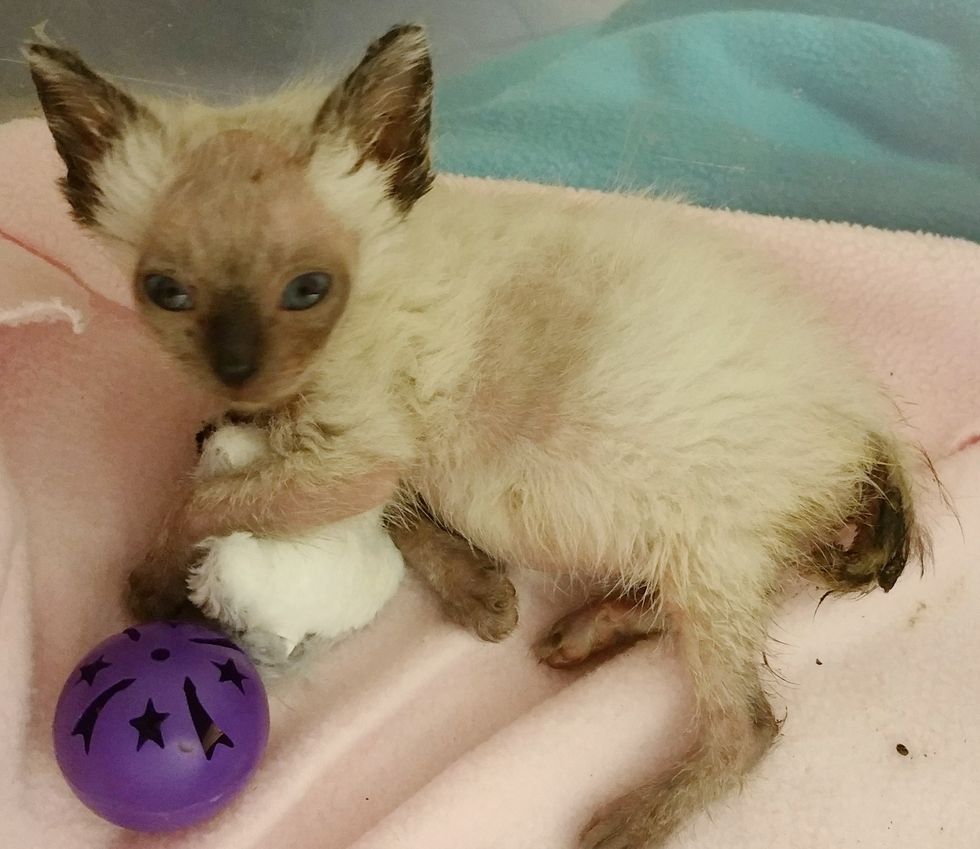 Kitten Mysteriously Got "Alien" Face, Is Turned Around by Love - Love Meow