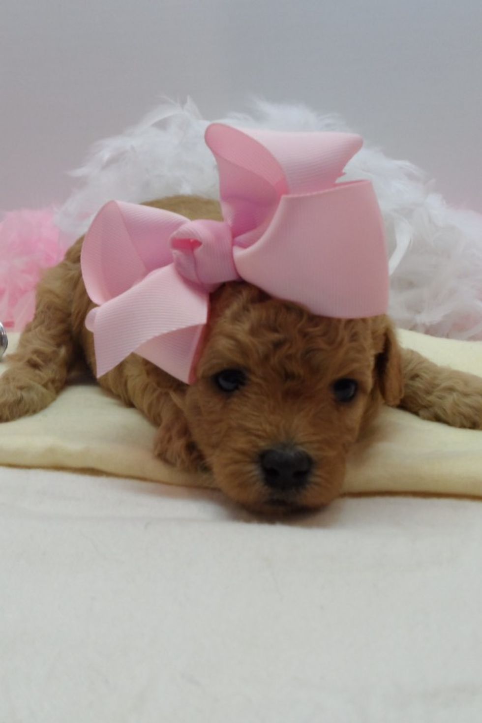 12 Signs You're Definitely Obsessed With Your Dog