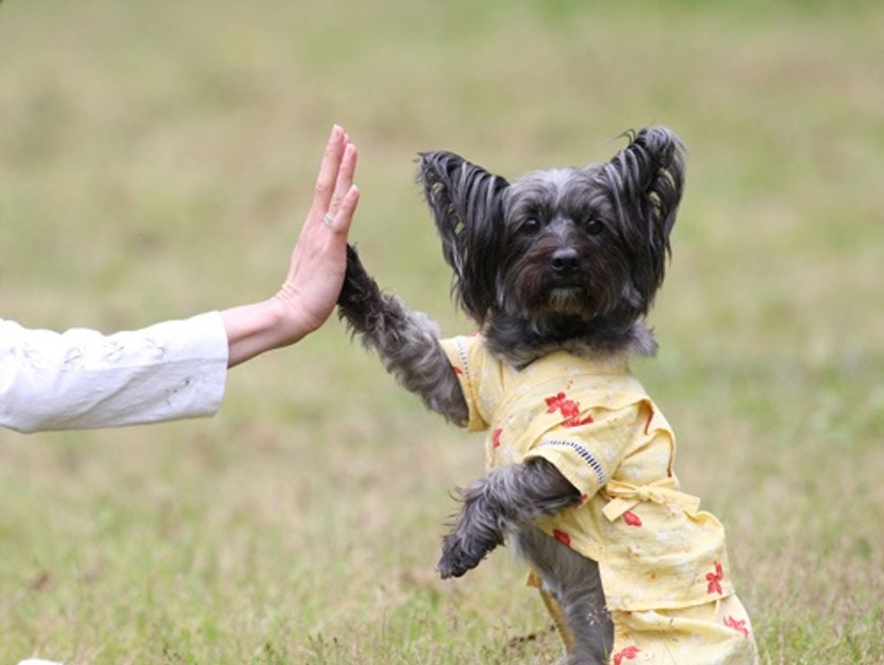 12 Signs You're Definitely Obsessed With Your Dog