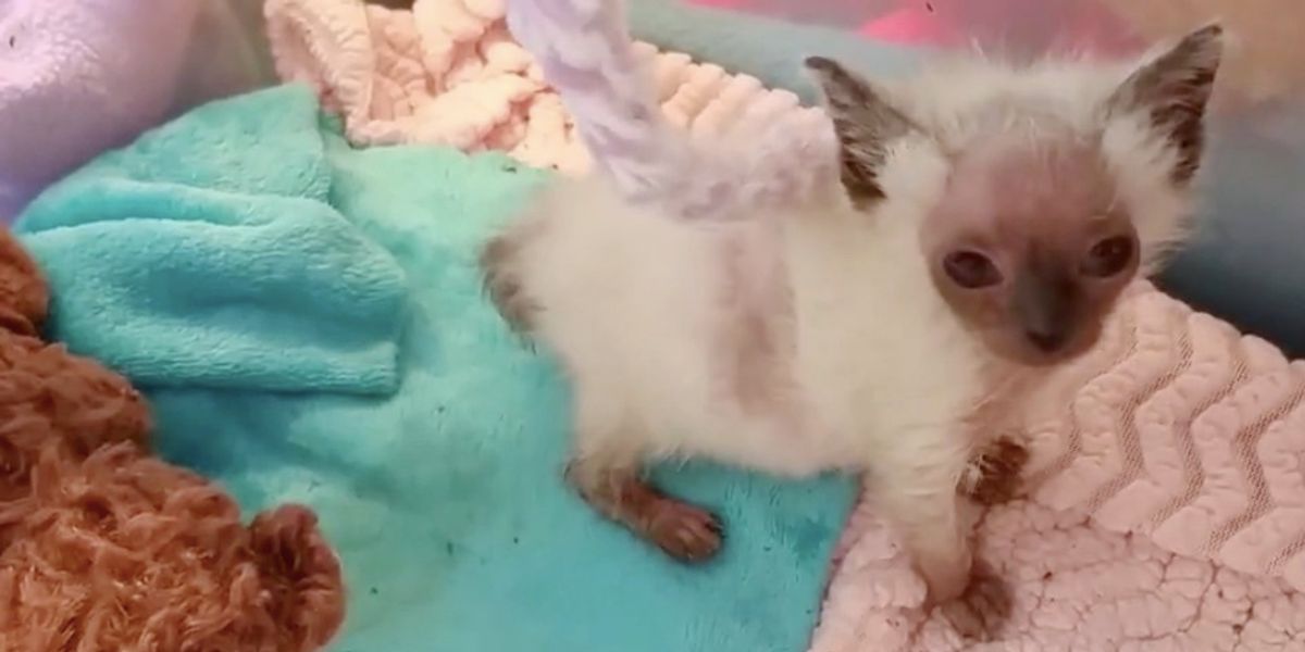 Kitten Mysteriously Got "Alien" Face, Is Turned Around by Love - Love Meow