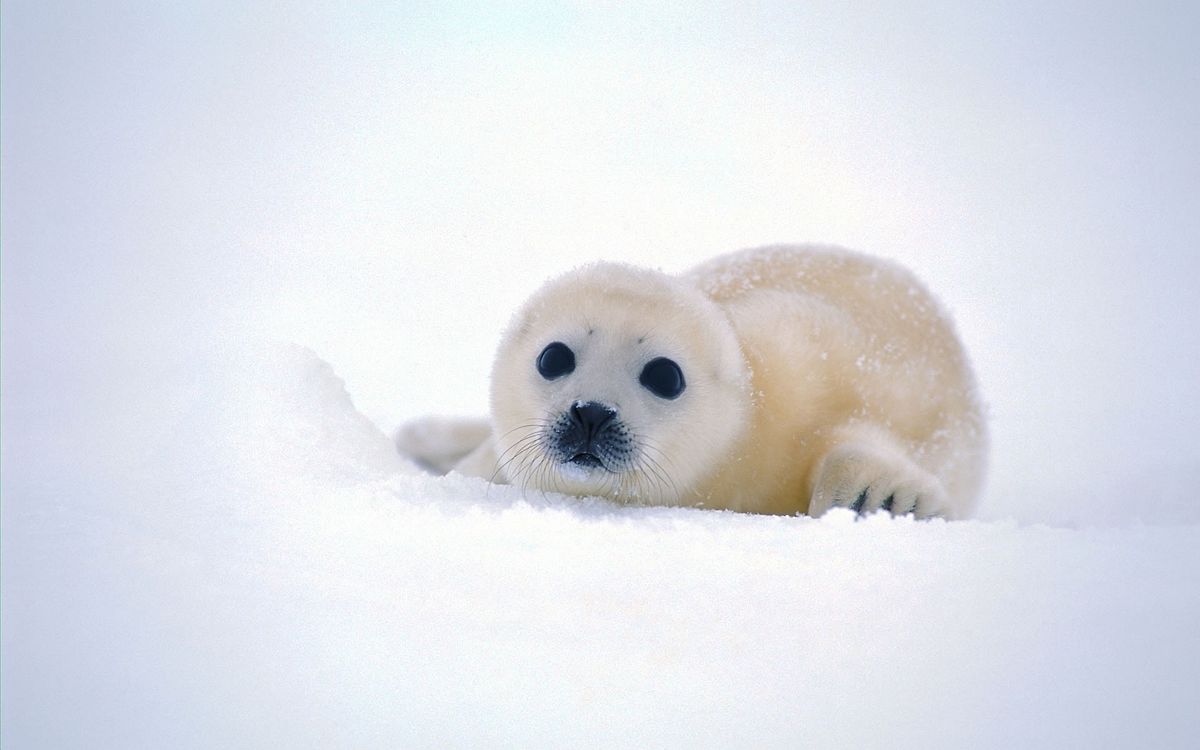 How Can We Help The Seals