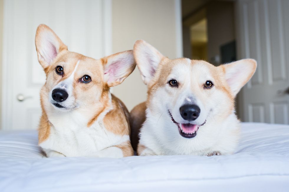 15 Reasons Why Corgis Are The Best Dogs In The World