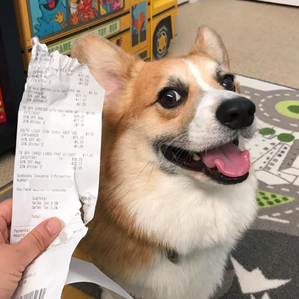 14 Corgis To Get You Through The Week