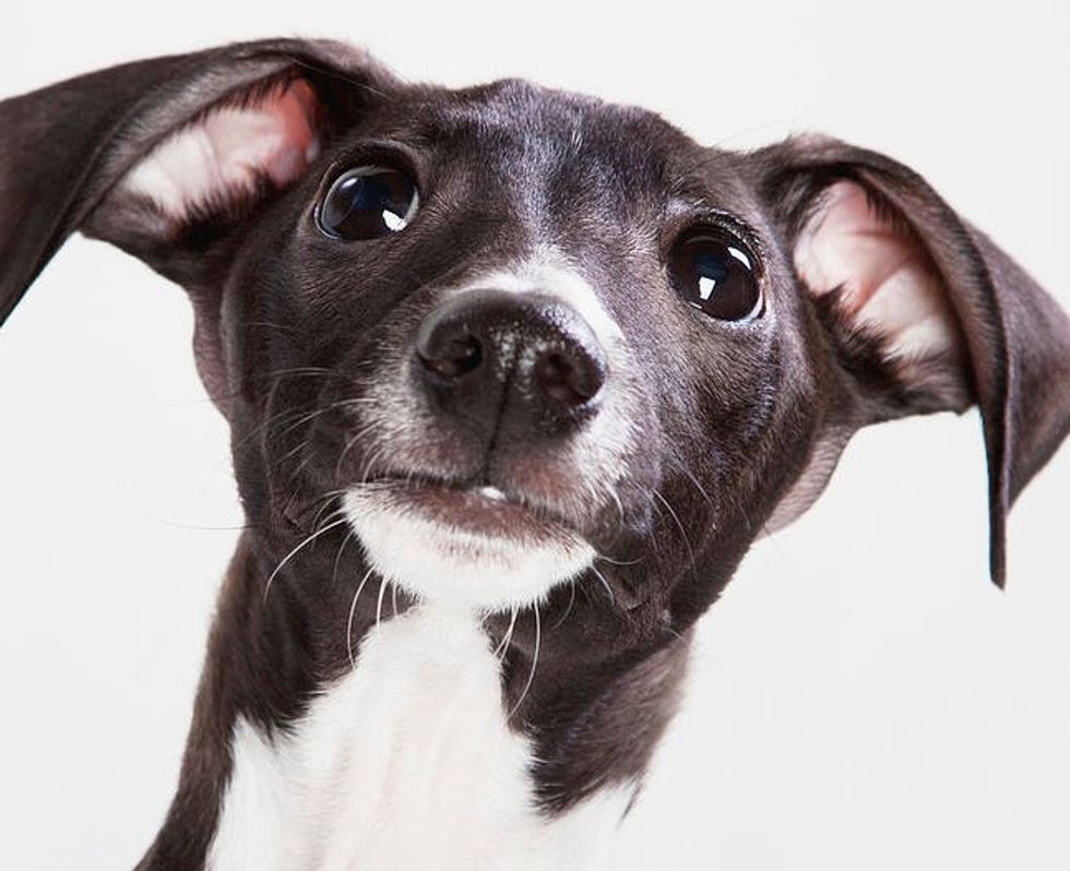 If "The Office" Characters Were Dogs