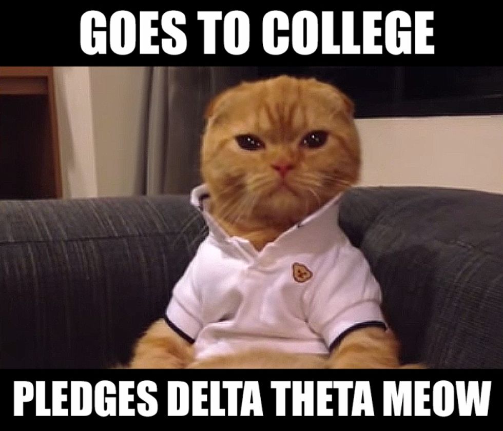 10 Perfect Pets To Sneak Into Your Dorm