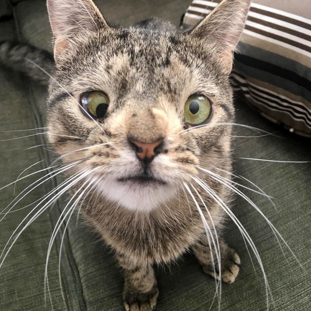 Special Cat Who Can't See Very Well, Feels Love and Can't Get Enough of ...