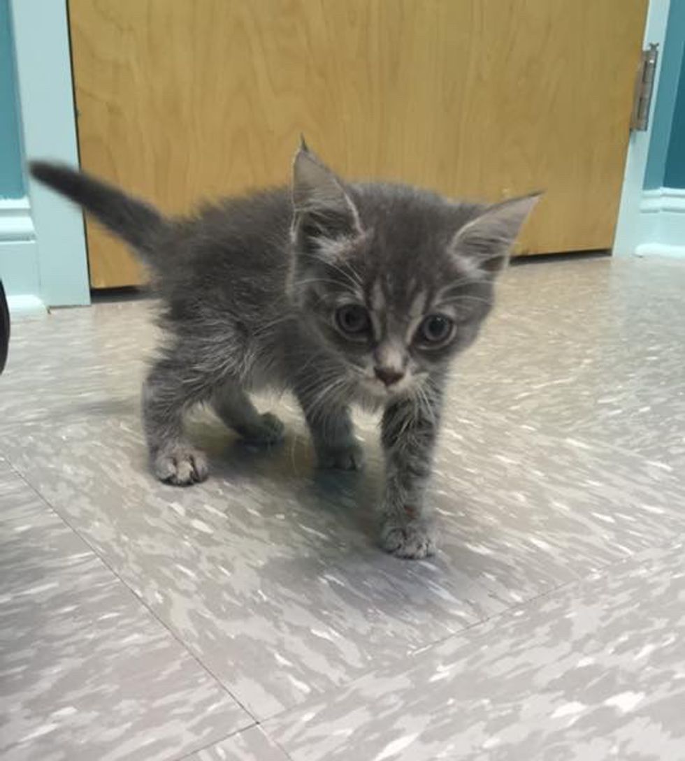 Cat Never Grew, a Forever Kitten, Surprises Everyone With Her Fight to ...