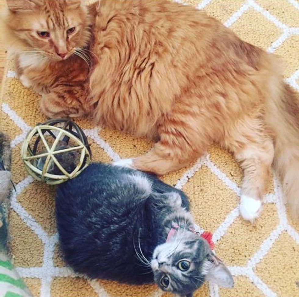 Cat Never Grew, a Forever Kitten, Surprises Everyone With Her Fight to ...