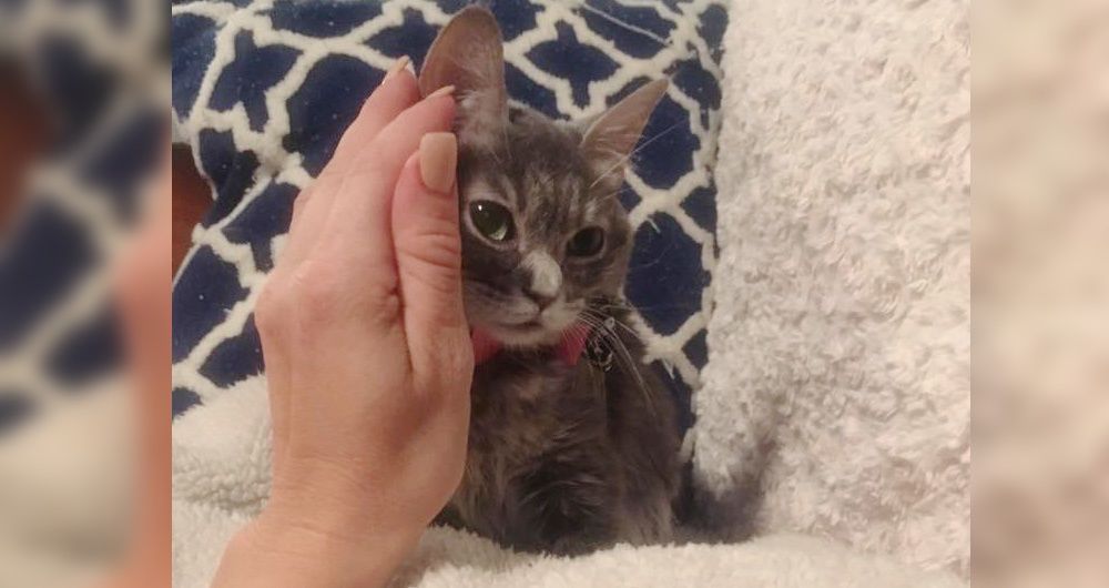 Cat Never Grew, a Forever Kitten, Surprises Everyone With Her Fight to ...