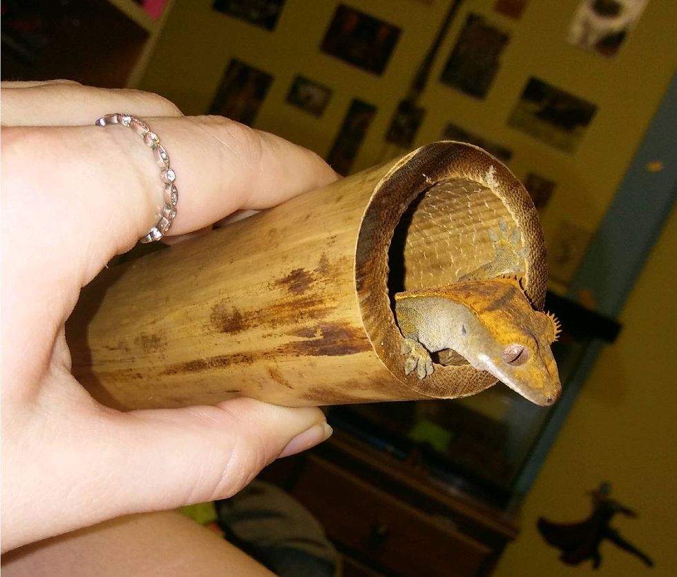 12 Reasons Why Crested Geckos Make Great Pets 12 Reasons Why Crested Geckos Make Great Pets