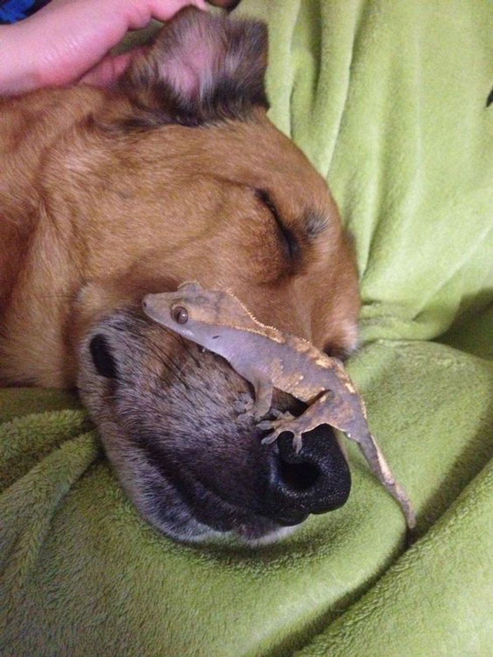 12 Reasons Why Crested Geckos Make Great Pets 12 Reasons Why Crested Geckos Make Great Pets