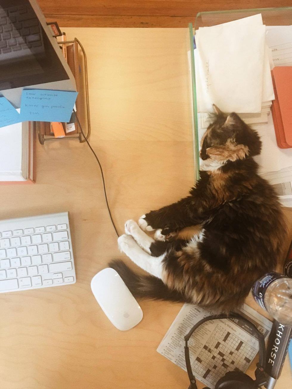 Employee Brings Orphaned Kitten to Work and the Kitty Decides to Offer ...