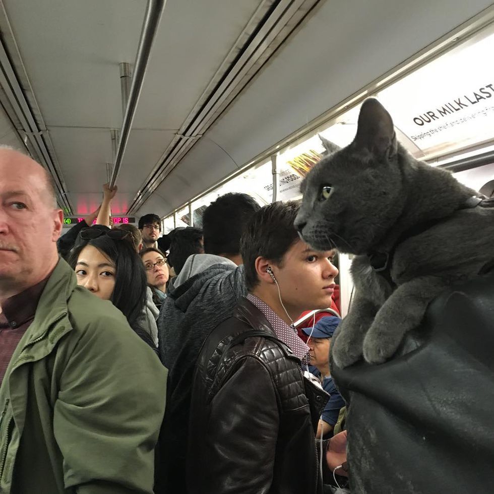 Man Becomes Dad To Runty Kitten and Raises Her Into Shoulder Cuddler ...