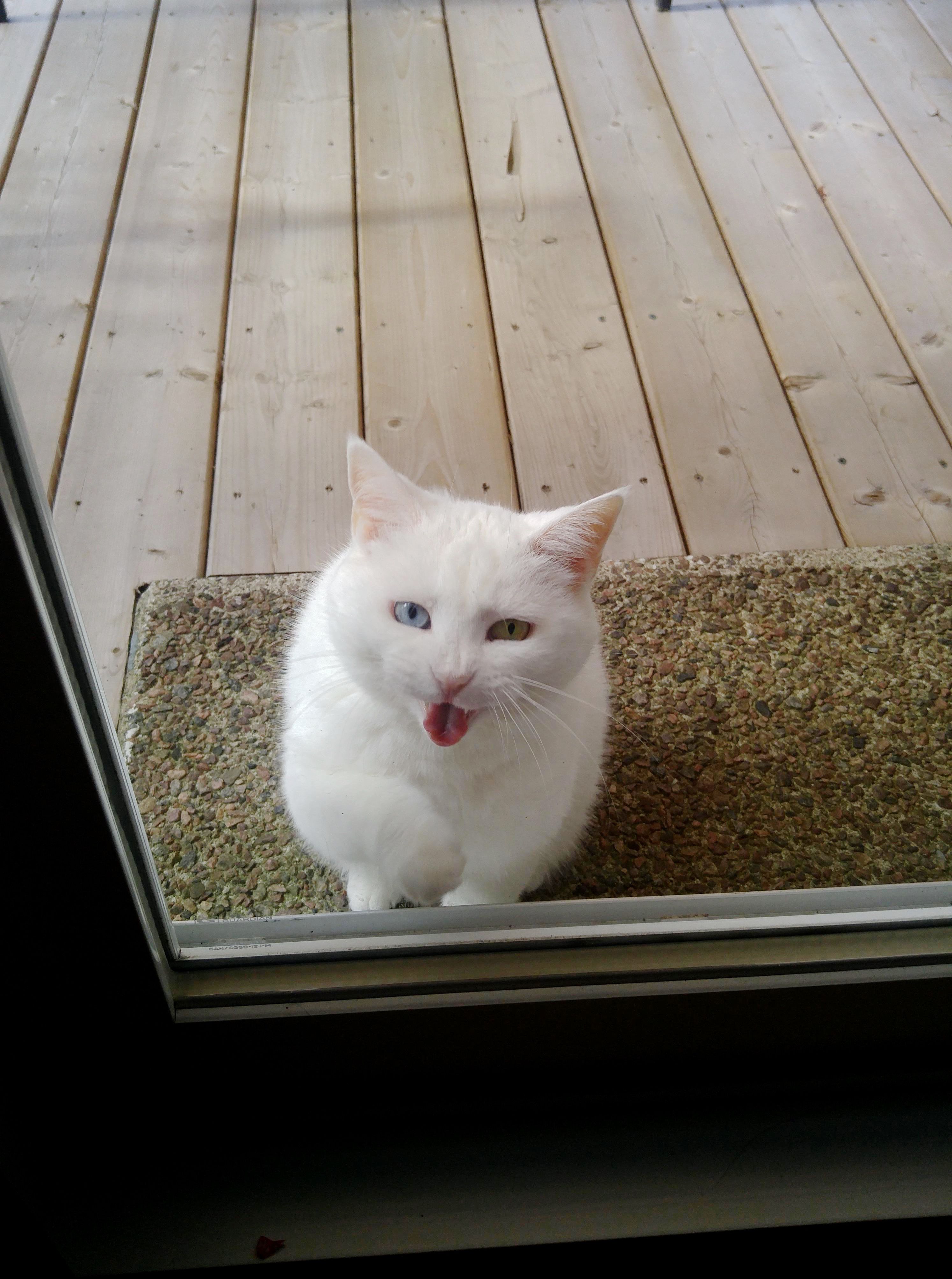 Cat Visits Her Neighbor Every Day For Treats and Pets For Over a Year ...
