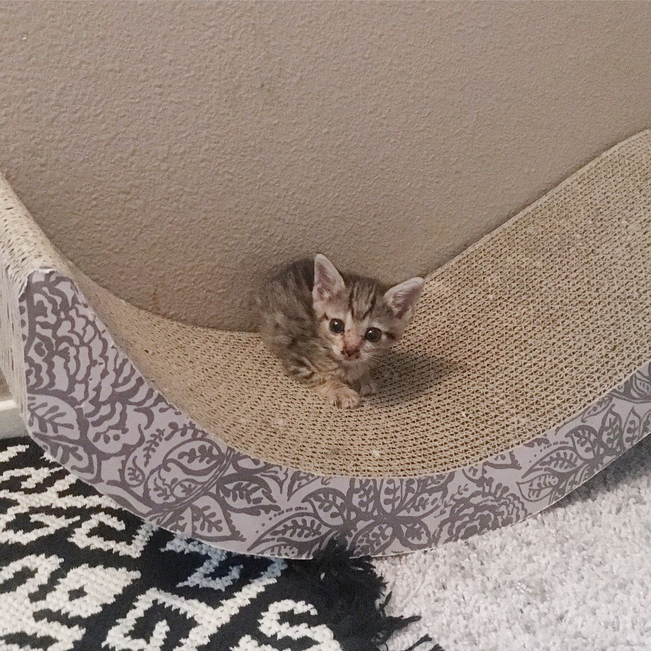 Miracle Kitten Half The Size of a Normal Cat is Determined to Live and ...