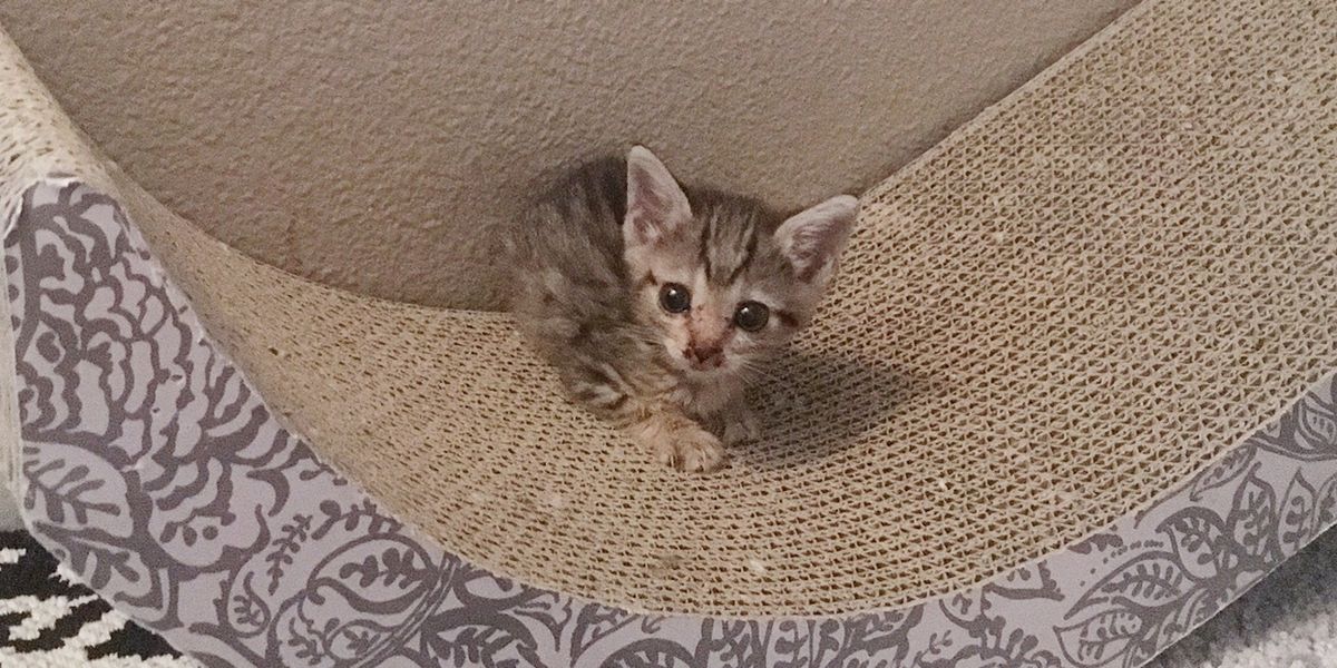 Miracle Kitten Half The Size of a Normal Cat is Determined to Live and ...