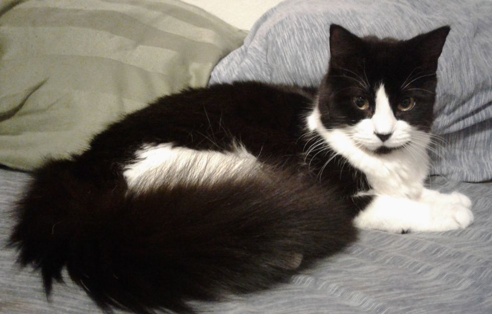 Woman Gets on Bus But Comes Out with Tiny Kitten In Her Arms, Meowing for Love... - Love Meow