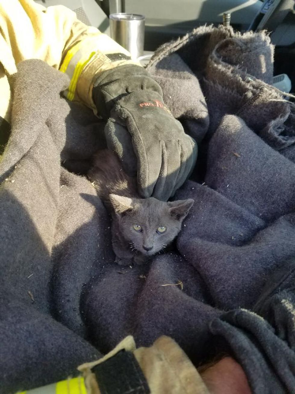 Kitten Survived Massive Wildfire is Spotted on Burnt Hillside — Fire ...
