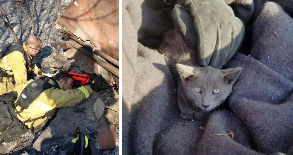 Kitten Survived Massive Wildfire is Spotted on Burnt Hillside — Fire ...
