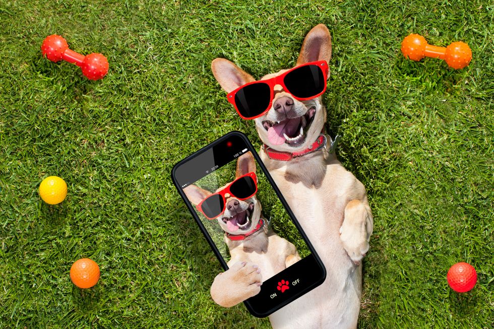 Google Photos app gets facial recognition for dogs and cats - Gearbrain