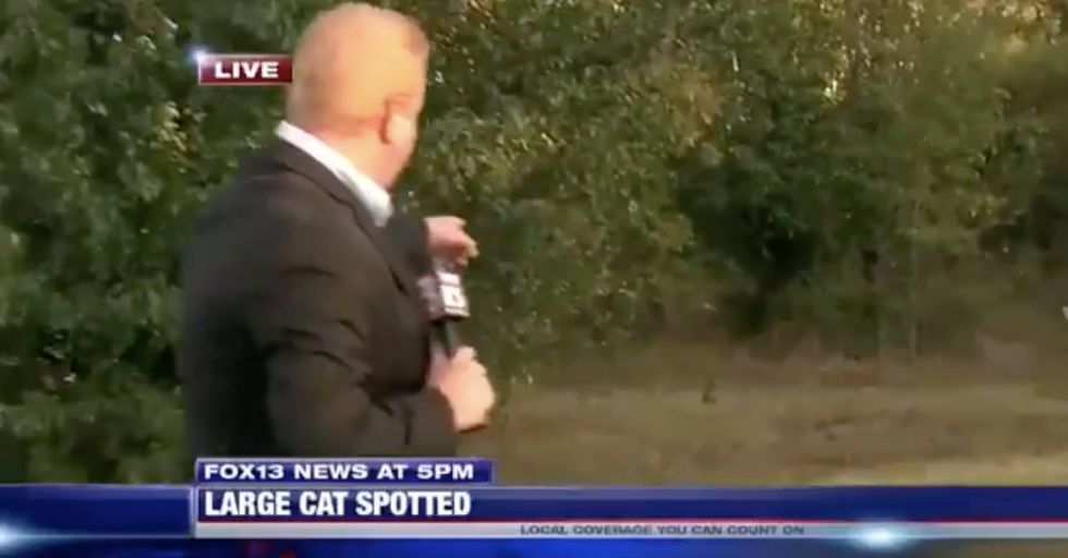 Tabby Cat Crashes Live News While Reporter Investigates Possible Cougar ...