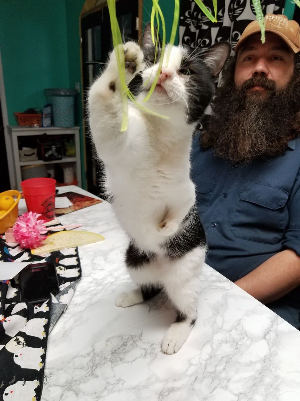 Woman Saves "Special abled" Cat that No One Wanted and Turns Her Life ...