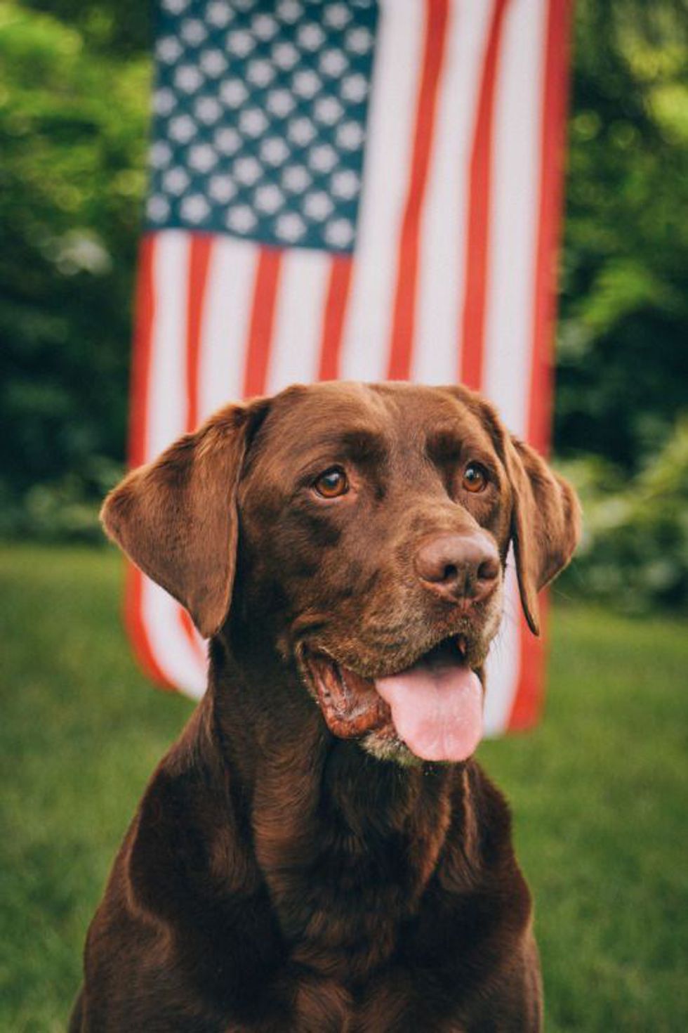 10 Reasons Labrador Retrievers Are The Best Dogs On Earth