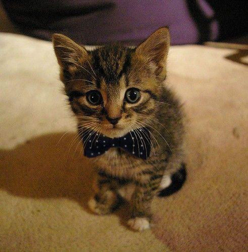 15 Kittens to Cheer You Up