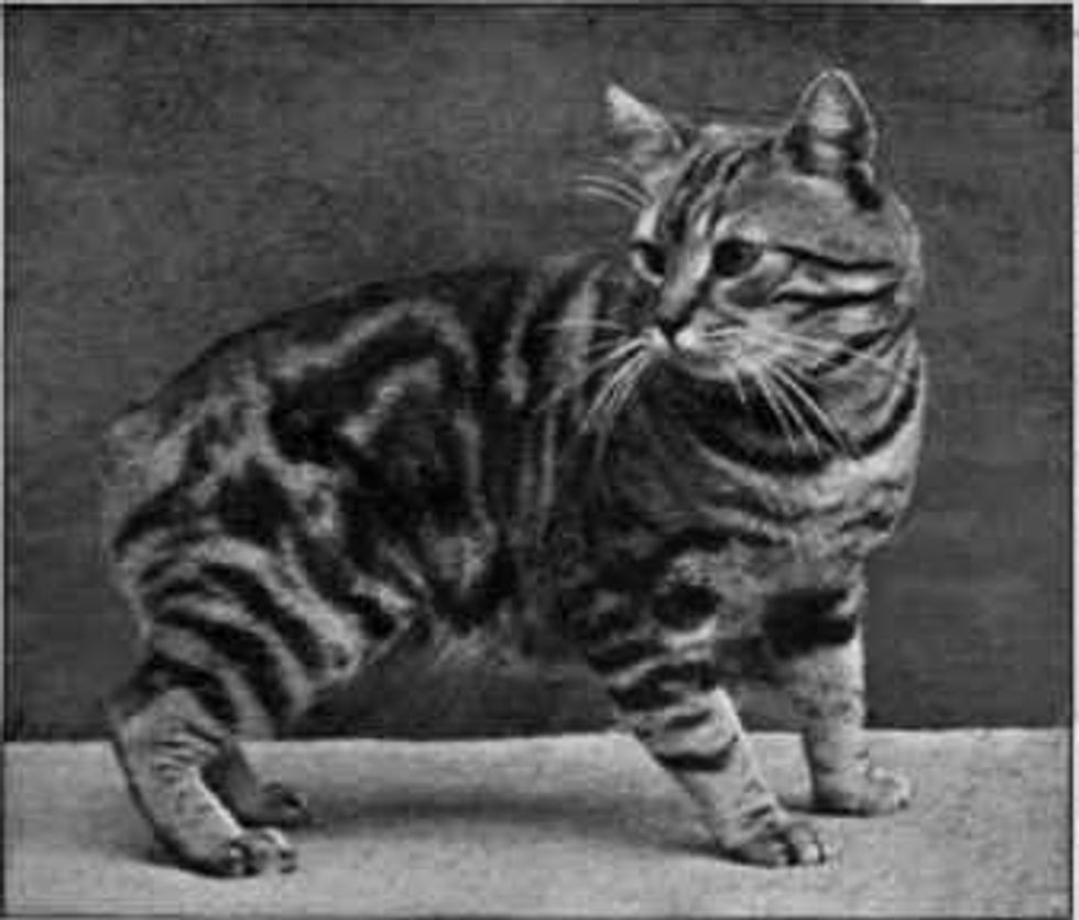 12 Cat Breeds To Make Your Day