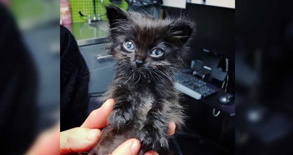 Dwarf Kitten Found On Concrete Slab Gets Help to Grow in These Adorable ...