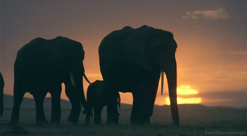 8 Reasons Why I Love Elephants
