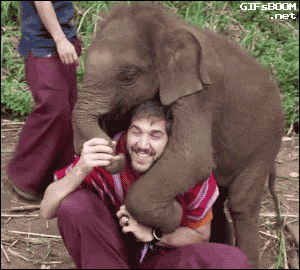 8 Reasons Why I Love Elephants