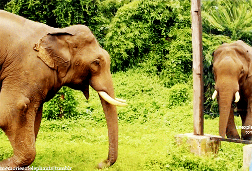 8 Reasons Why I Love Elephants