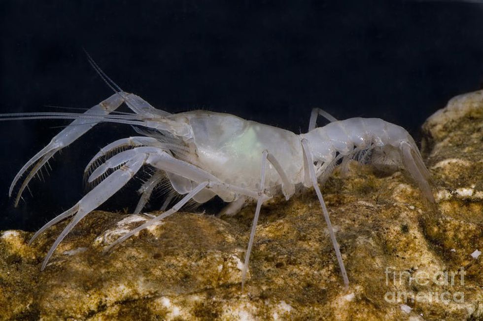 10 Weird Facts You Didn't Know About Crawfish